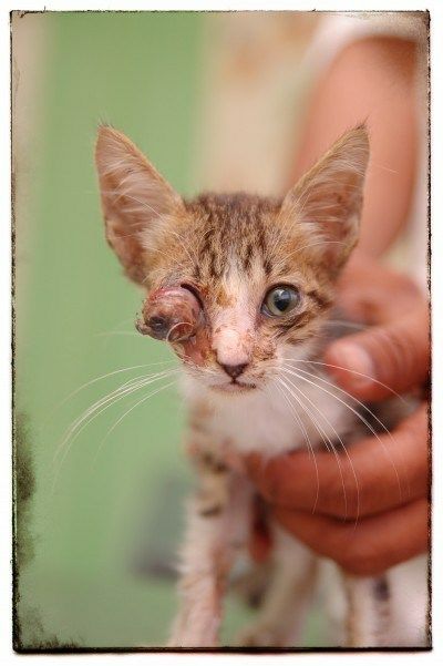Klinik Hewan Bogor drh.Anastasia Narani: Chlamydiosis, Penyakit ...