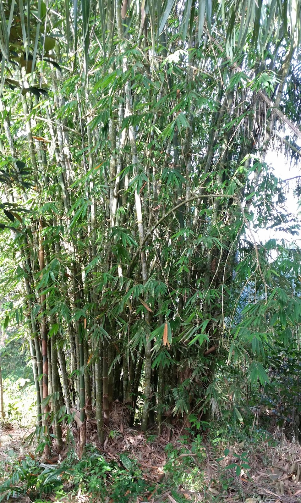 Warisan Petani: Pokok Buluh 1 : Buluh Betung.