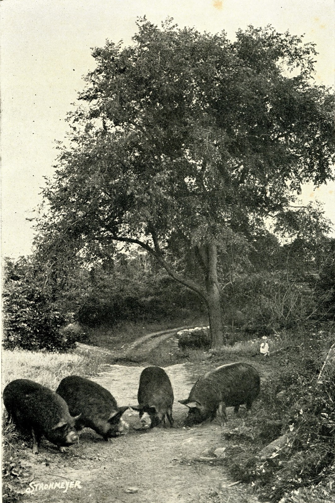 Agriphemera: Three Vintage Hogs!