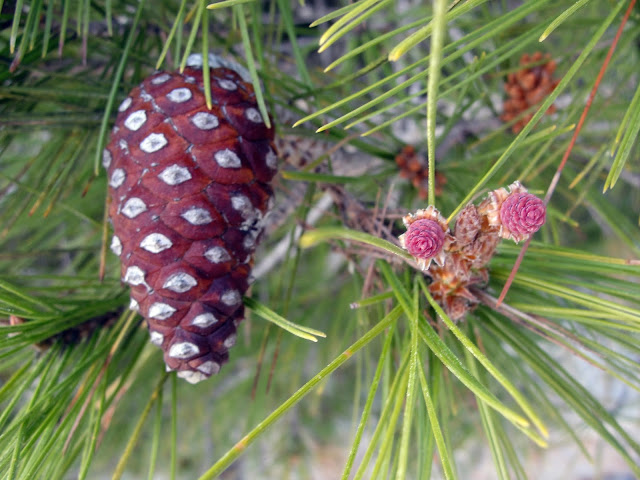 imatges de menorca: PI BLANC (Pinus halepensis Miller) MENORCA