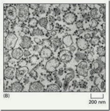 BIOLOGIA CELULAR DP144: IV ORGANELAS CELULARES