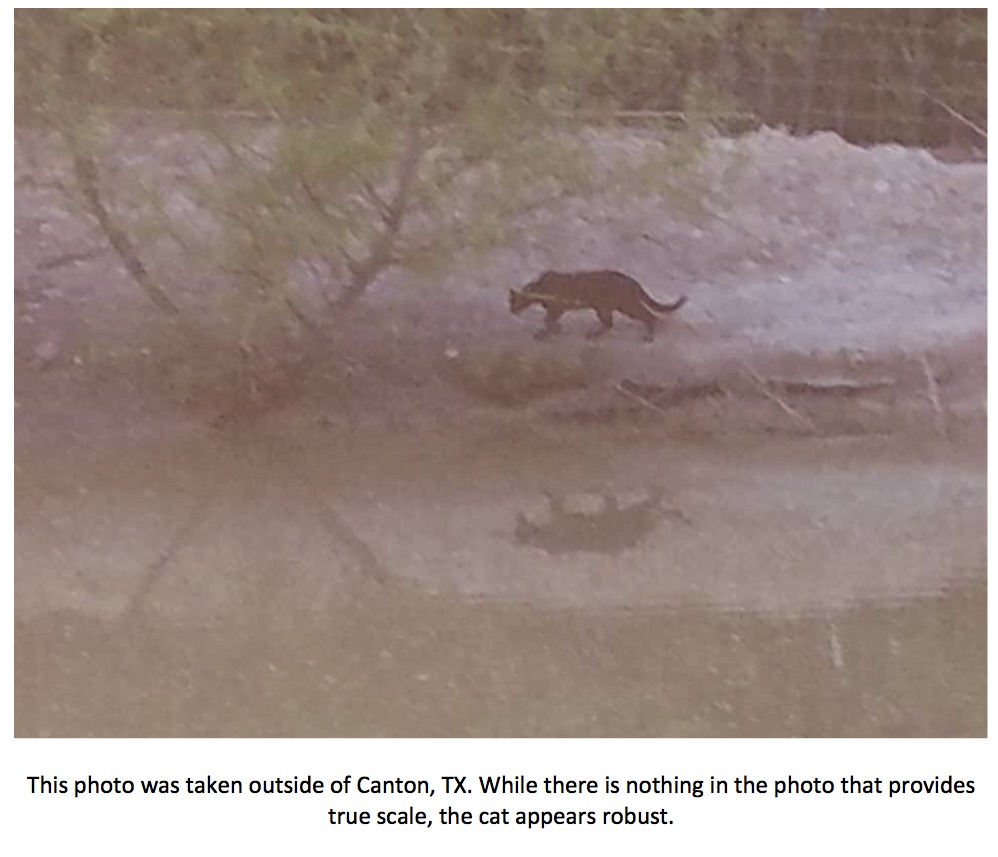 Texas Cryptid Hunter: New Black Panther Sightings in Texas