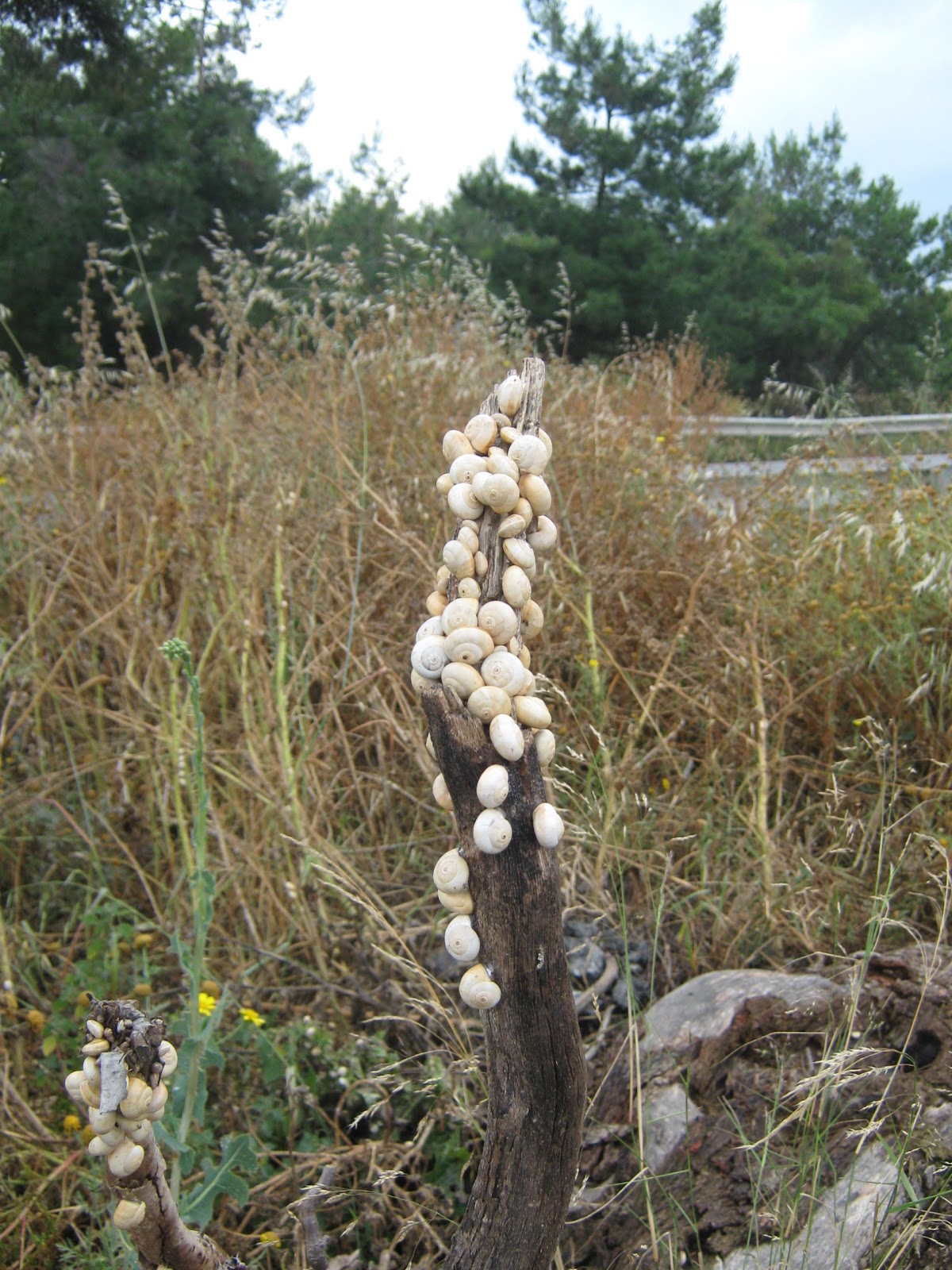 garden-nature: Σαλιγκαρια & Μυκητες Αποικοδομητες της Φύσης