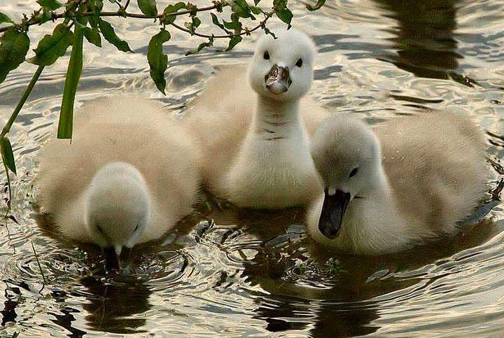 LAS COSAS MAS BONITAS DE PEPILO: PATOS Y CISNE
