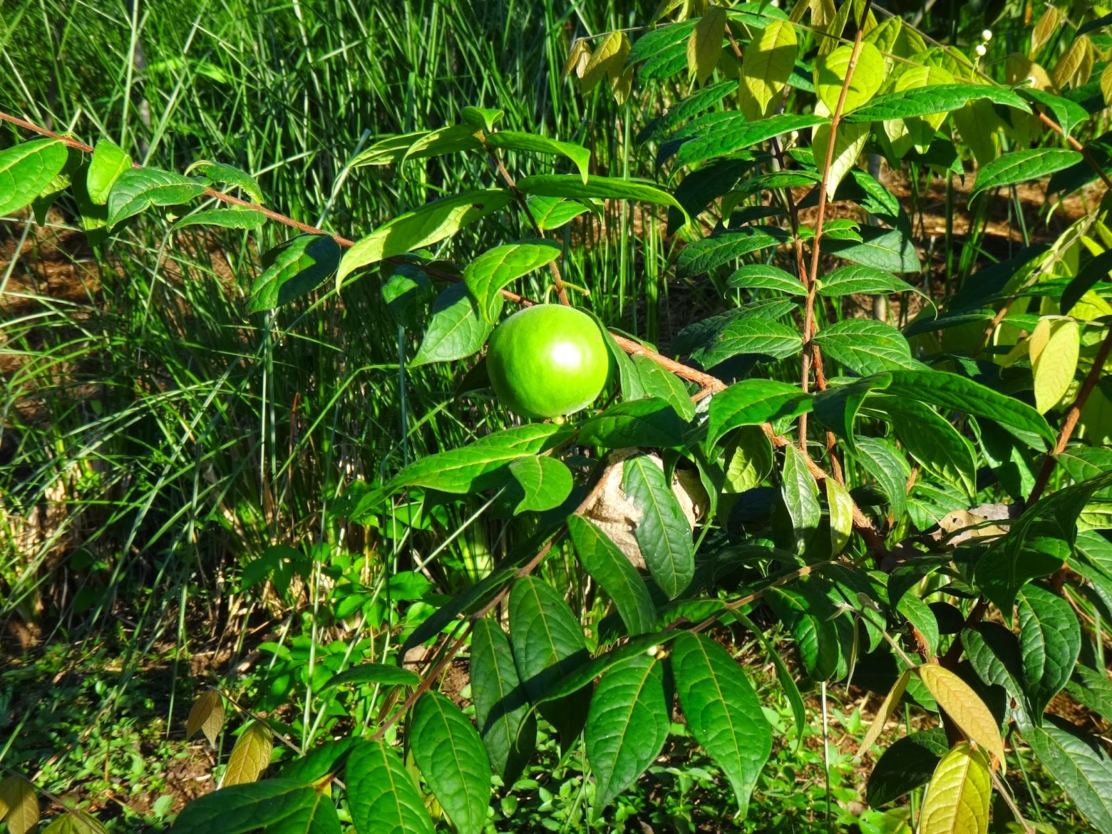 Alazan Tropical Fruit Farm: Araza Fruit (With Stingless Honey Wasp Nest ...