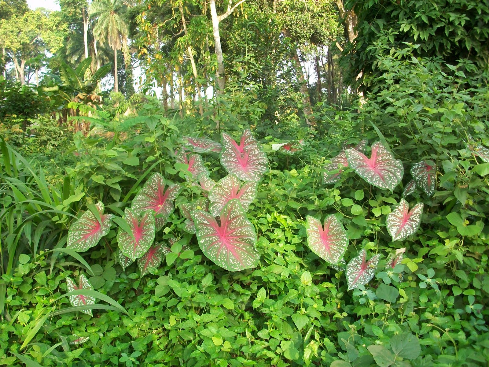 Sue Here and There: Local Plant Life