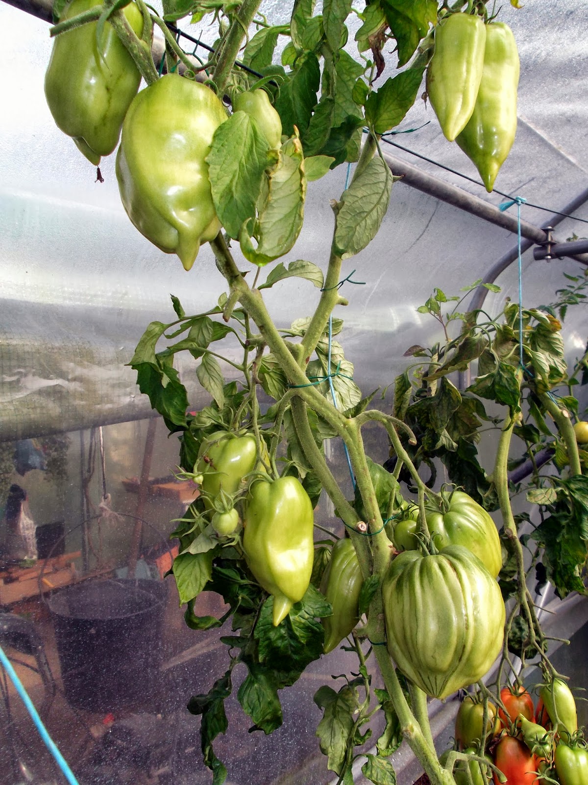 PASSION TOMATES: EFFEUILLAGE DES TOMATES POUR LAISSER PASSER LE SOLEIL