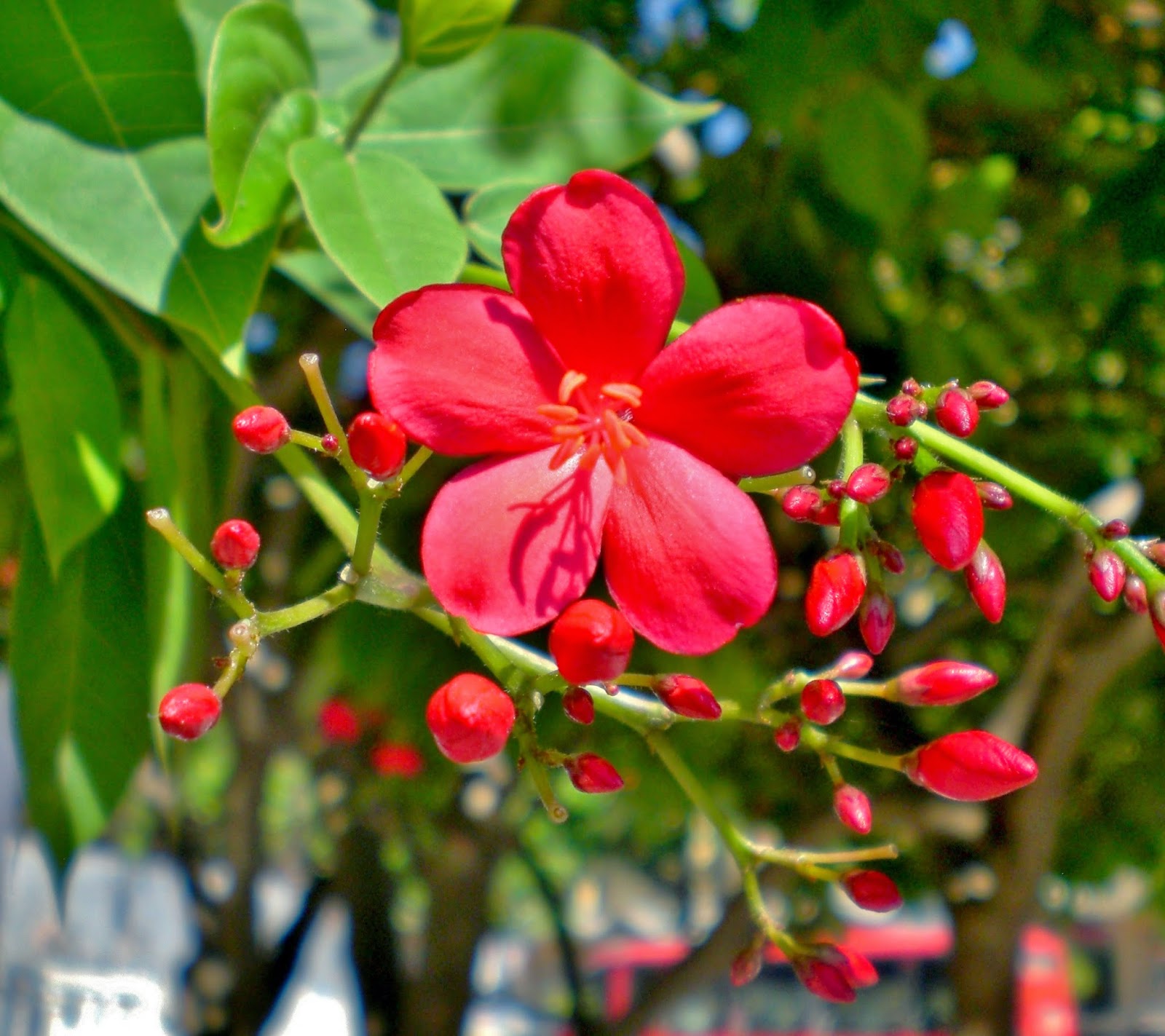 Jatropha integerrima | Flores colombia