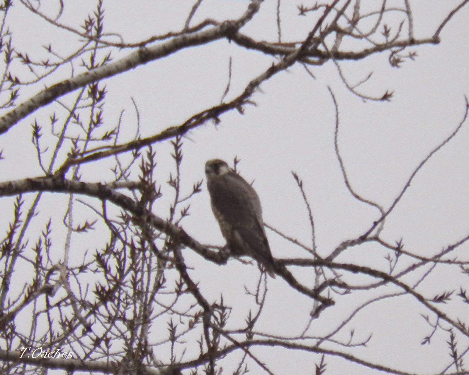 PASARI DIN ROMANIA: SOIM CALATOR, Falco peregrinus