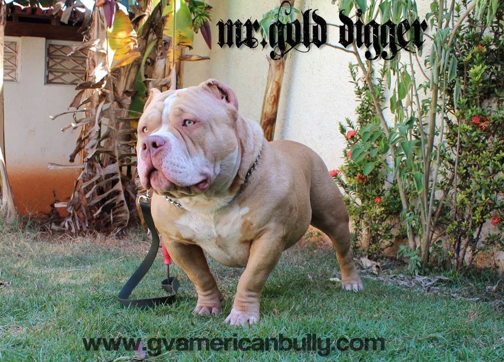 Filhotes American Bully 100% Daxline | GV American Bully