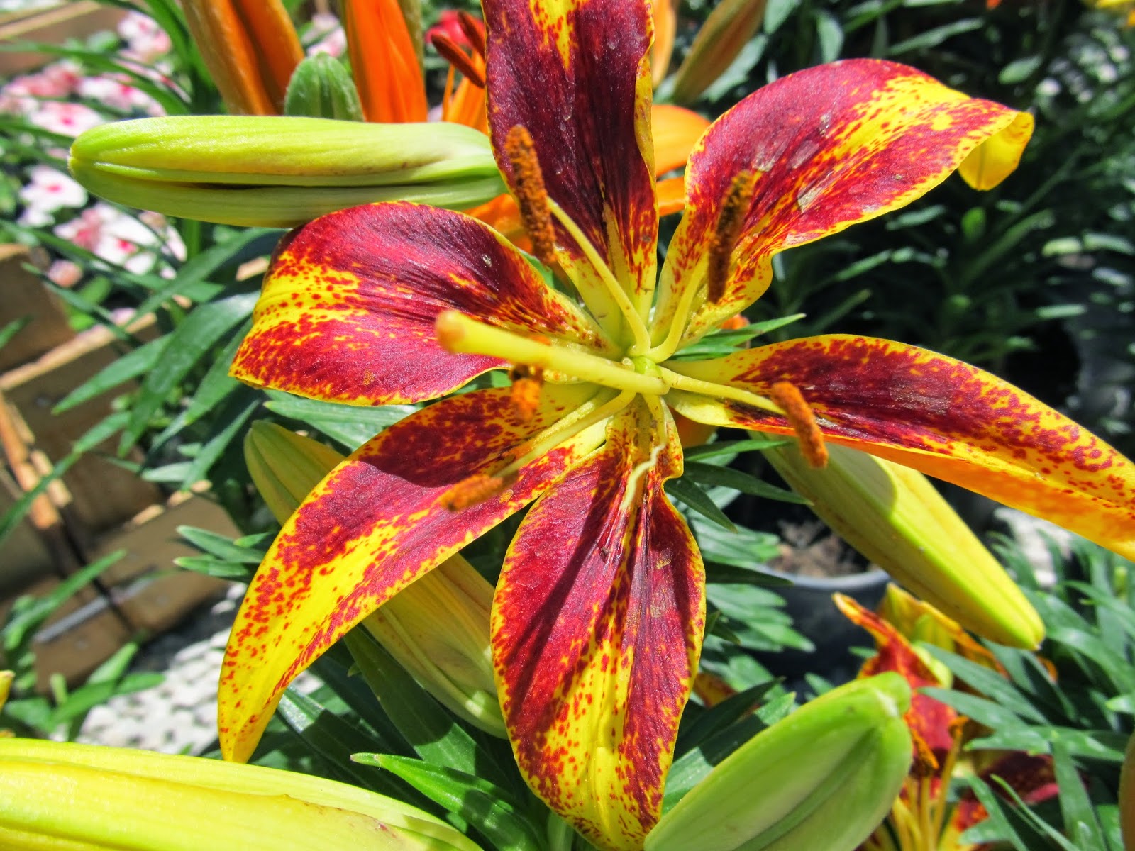 Cittaslow Botanik Park: ZAMBAK ( Lilyum )