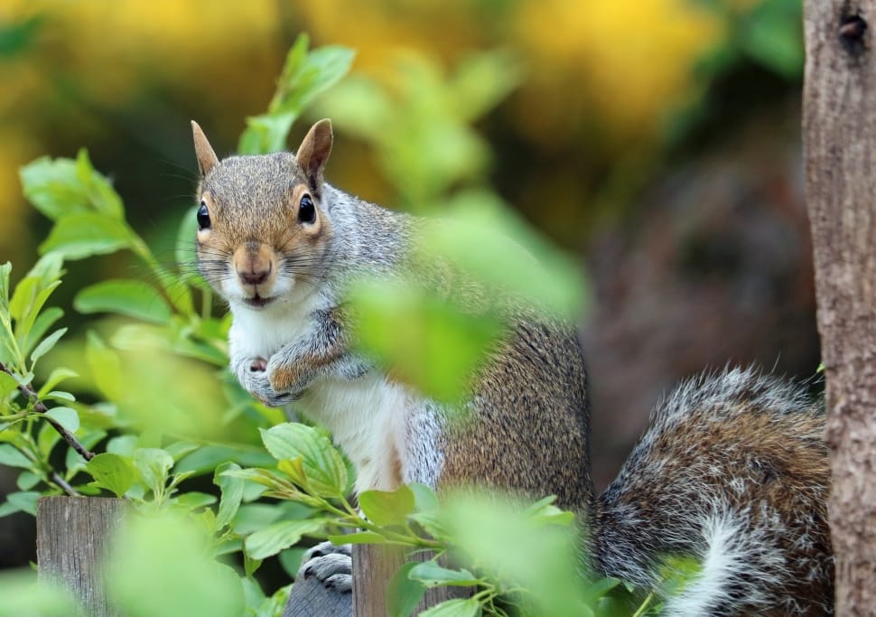 Laughing Squirrel