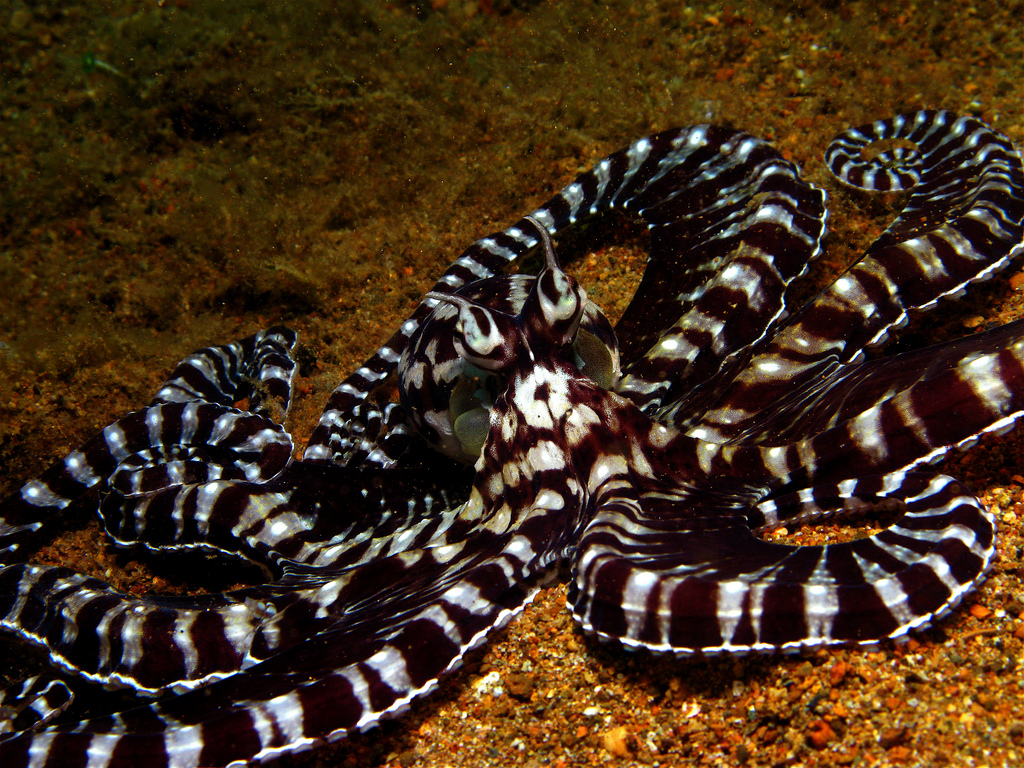 Vida Animal: El pulpo mimo o pulpo imitador (Thaumoctopus mimicus)