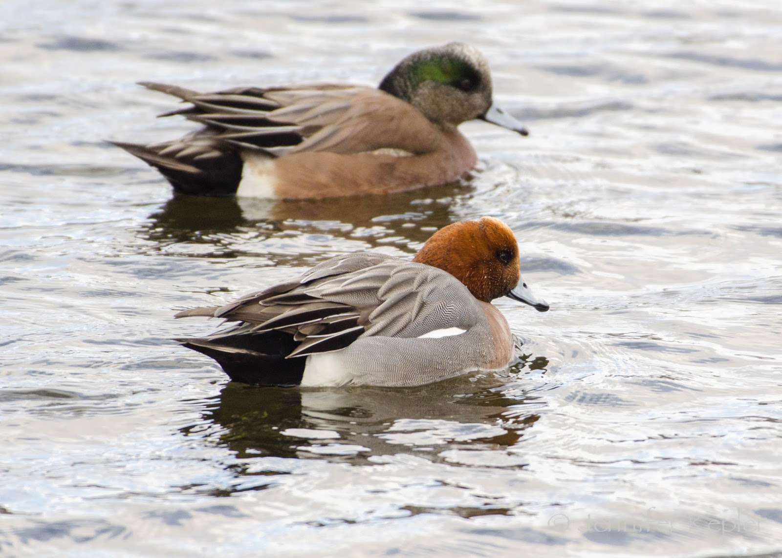 Snapshots of Nature: Wigeon