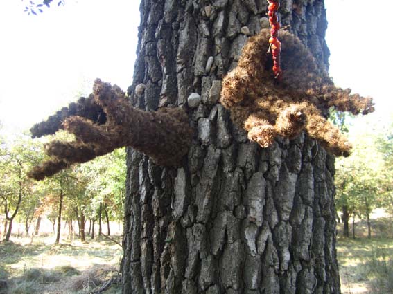 C A C i S: The Sami Maalas tree/El arbre de Sami Maalas