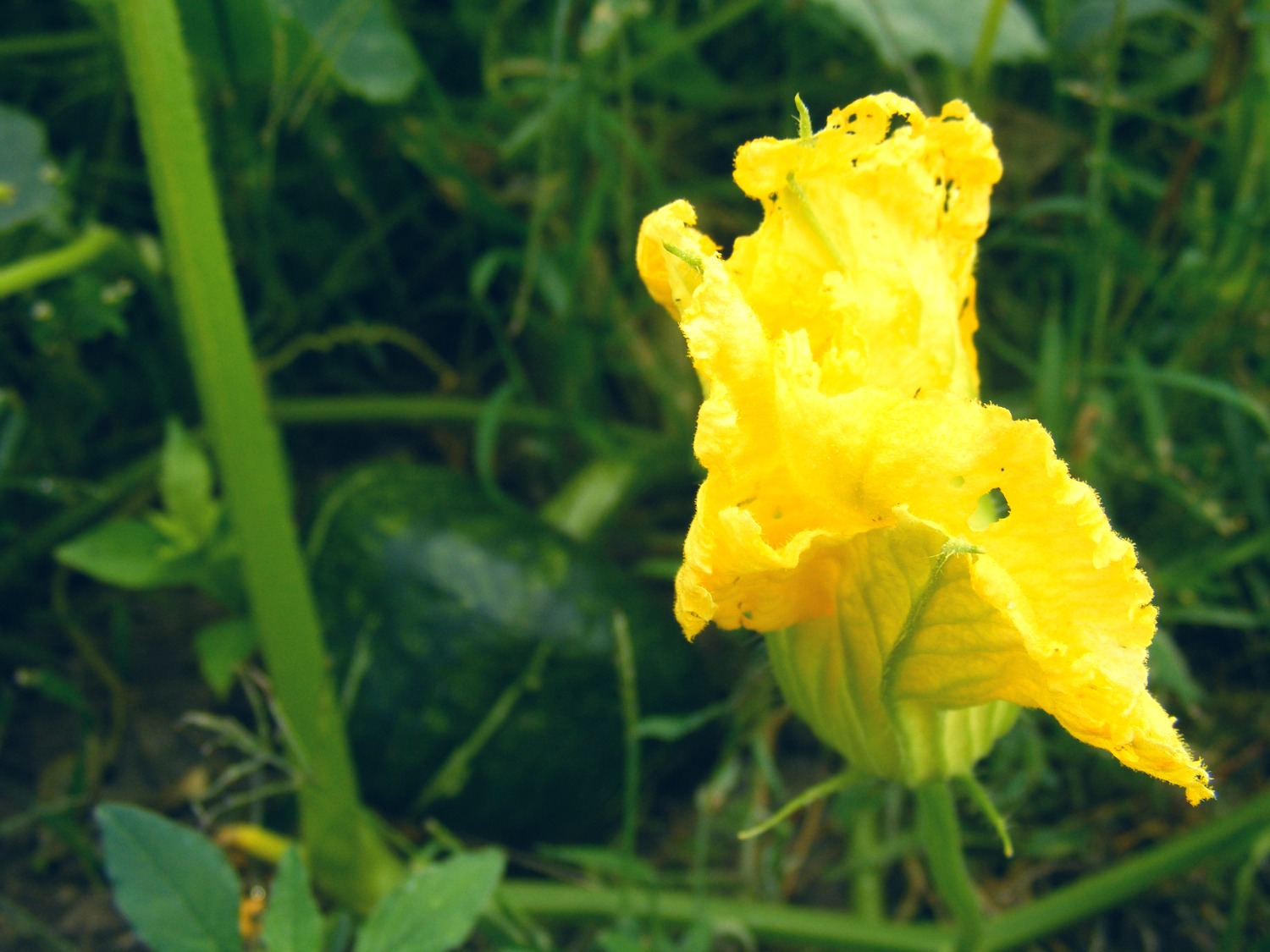 Melissa Lynn D Art: Animal, vegetable... fruit?