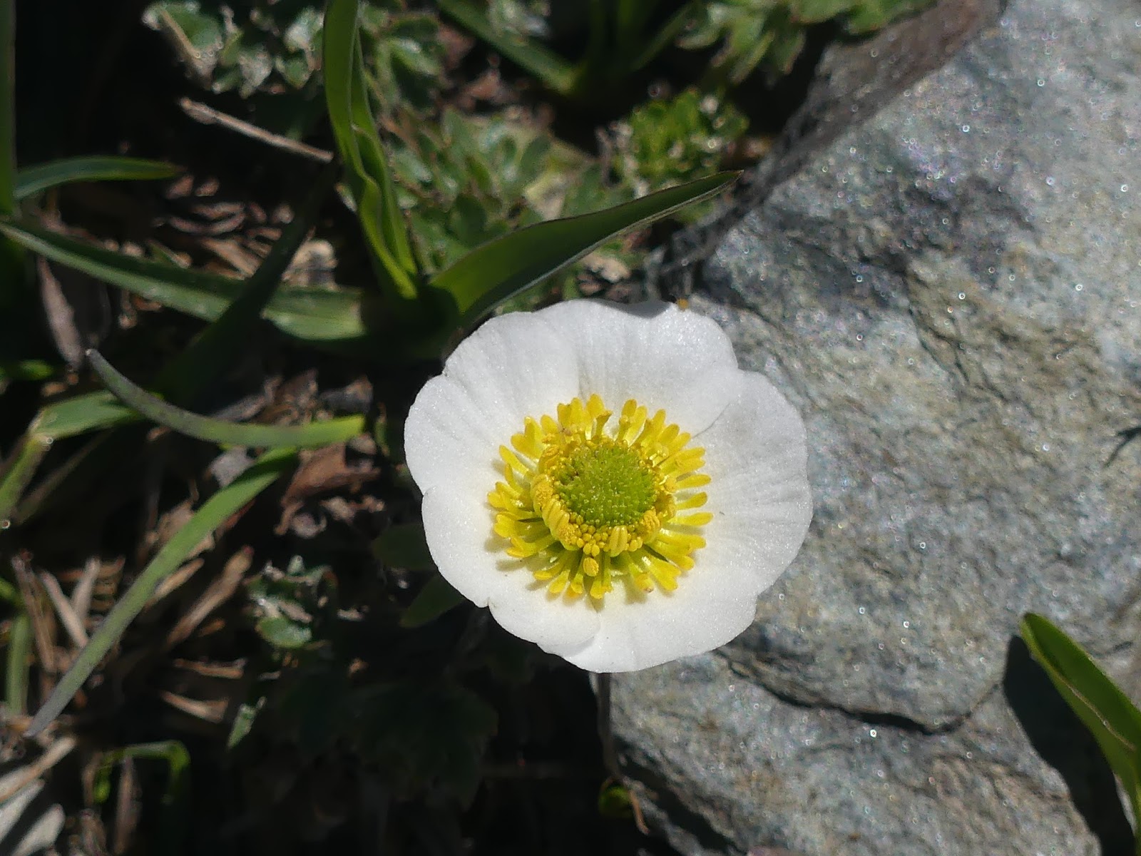 The Outdoor Traditionalist : A Pictorial View of Switzerland's Flora