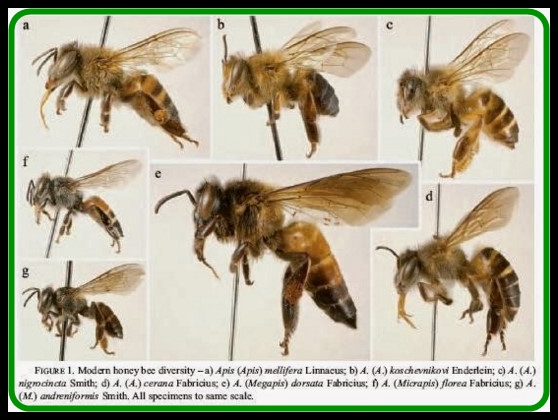Kenali Daerah Mu: Mengenal Jenis Jenis Lebah Penghasil Madu