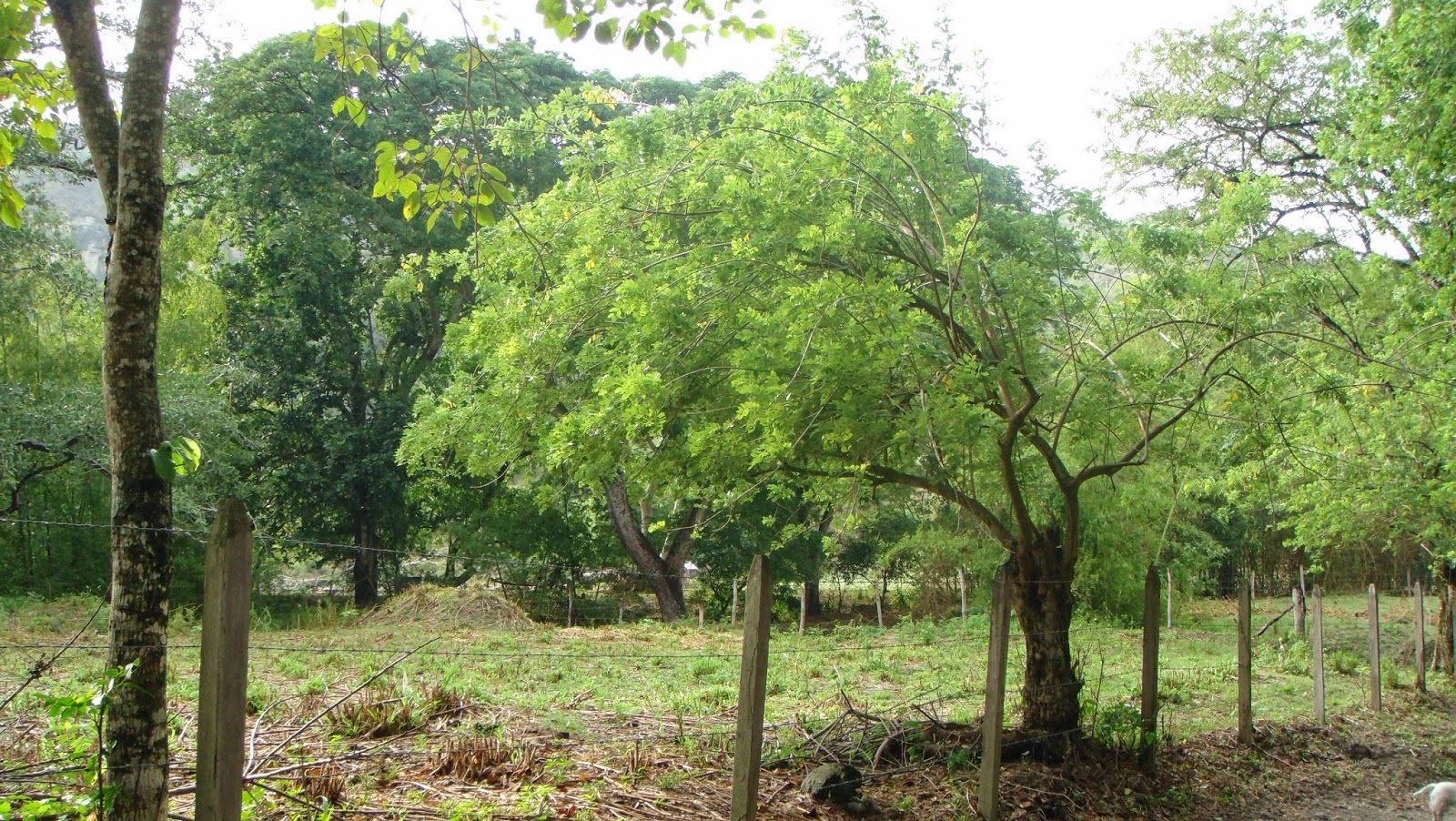 kakawate - philippin news collections