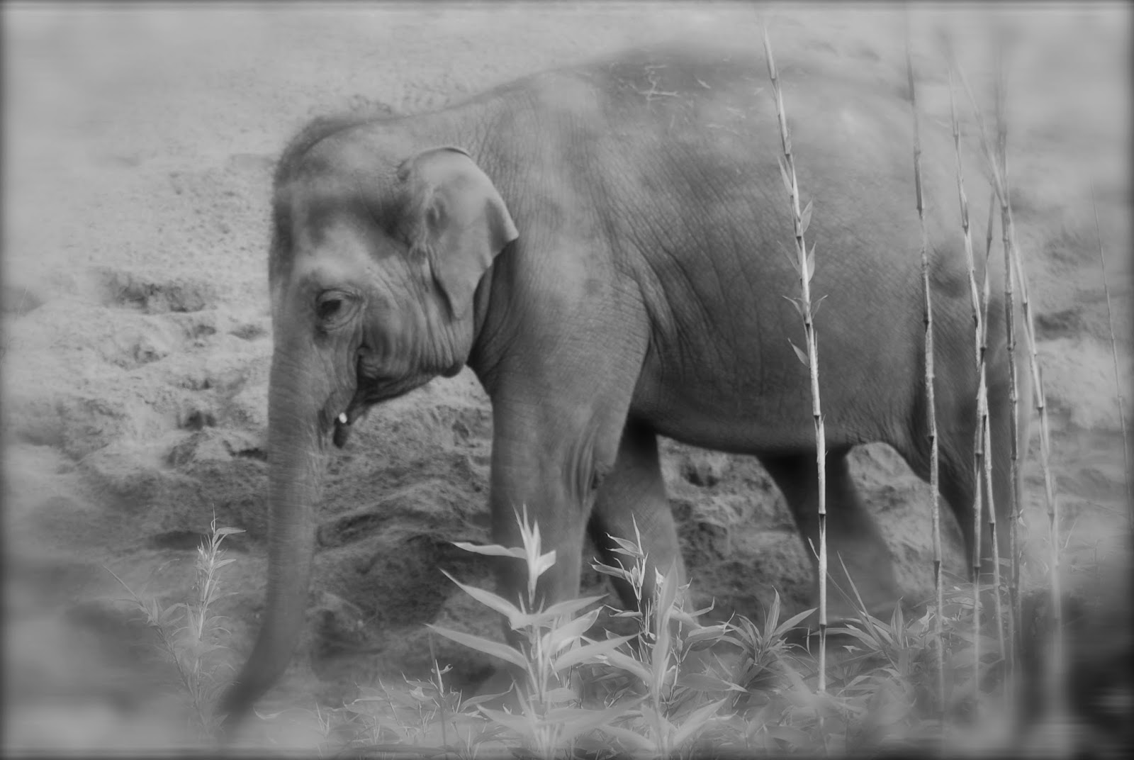 From Swerve of Shore to Bend of Bay: A Phoenix Park Nocturne