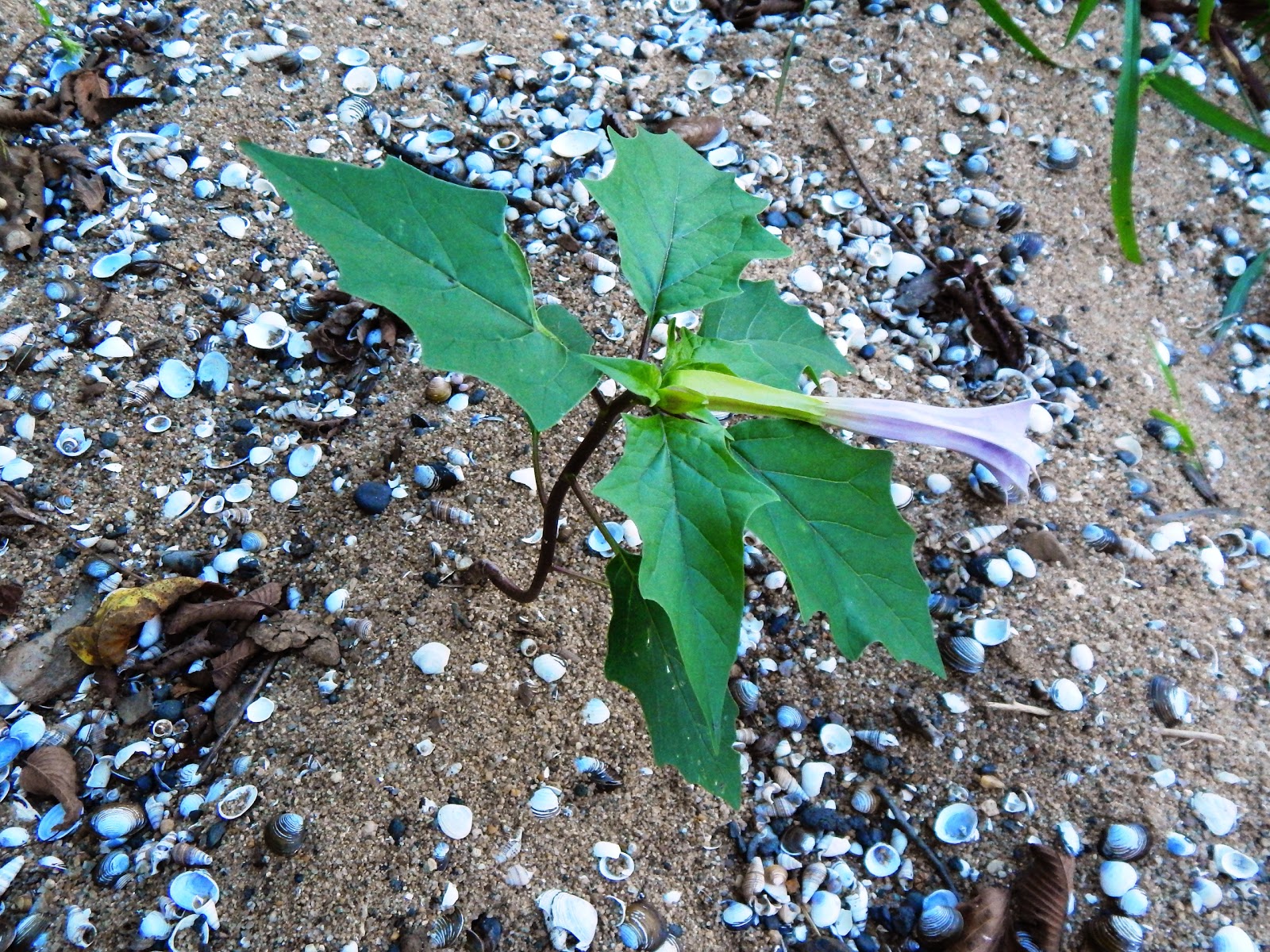 Capital Naturalist by Alonso Abugattas: The Devil's Snare: Jimsonweed