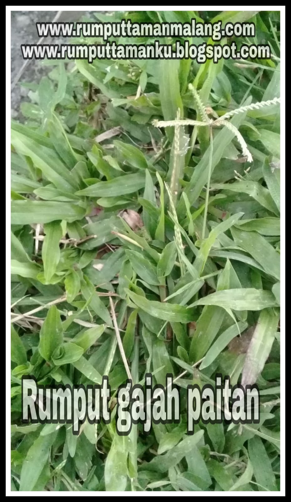 Penjual rumput gajah paitan yogyakarta untuk proyek bandara baru kulon ...