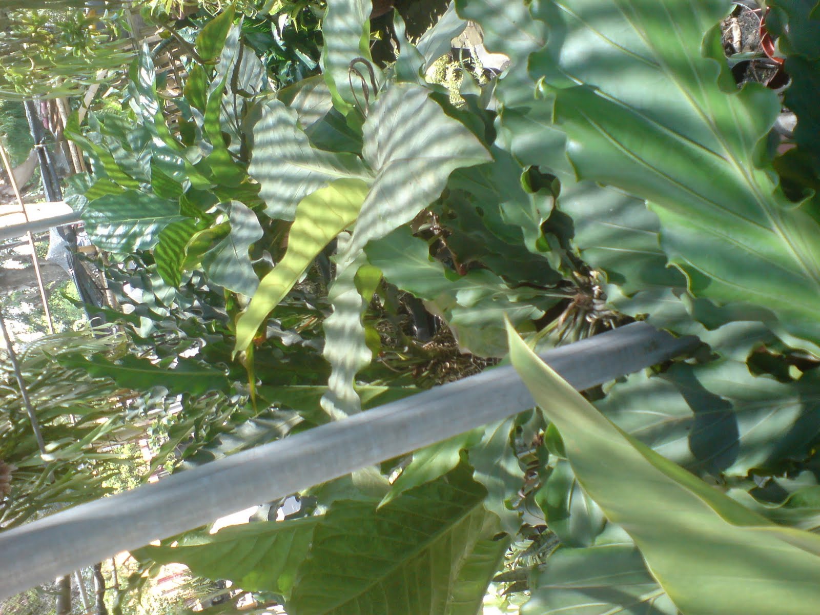 14+ Jenis Tanaman Hias Talas