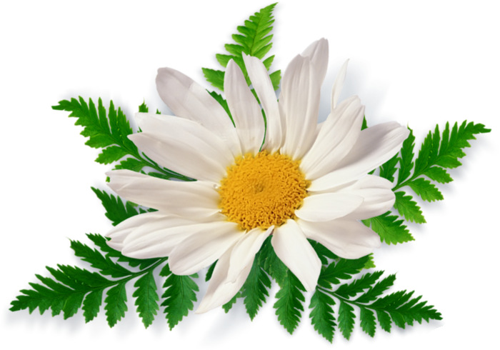 ® Imágenes y Gifs Animados ®: IMÁGENES DE LA PLANTA DE MANZANILLA