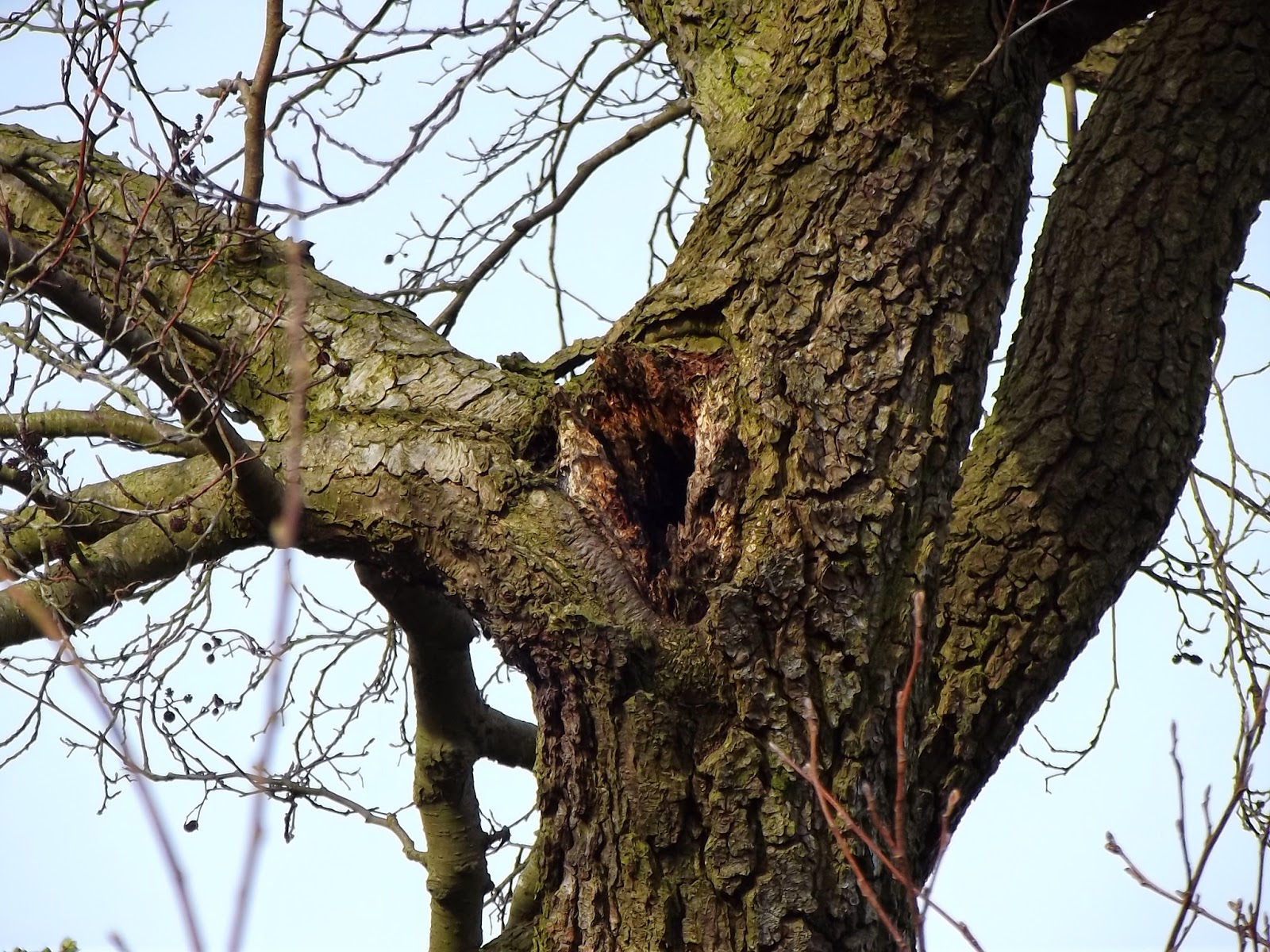 Endon Wildlife: Broken branch niches and leech.