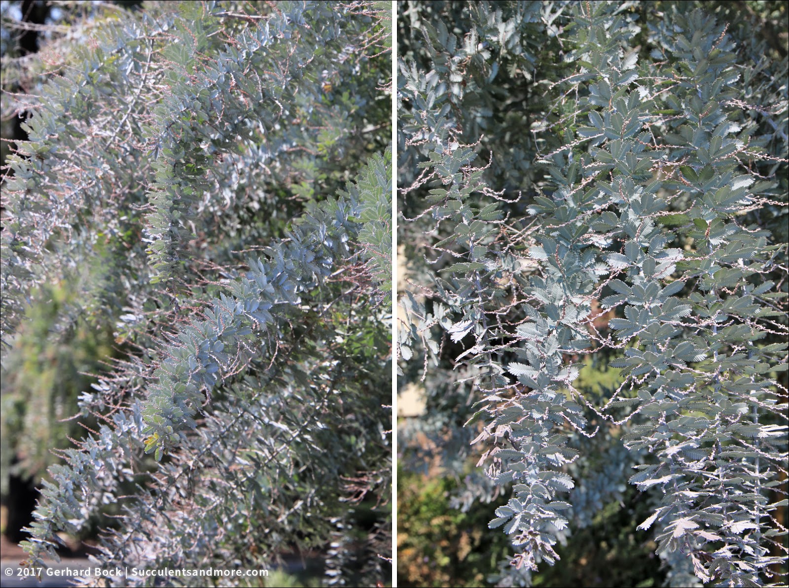 Another favorite tree: Acacia baileyana aka Cootamundra wattle