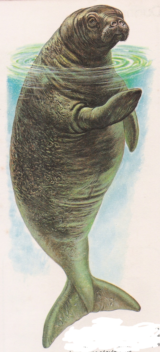 Arca dos Extintos: Vaca marinha de Steller