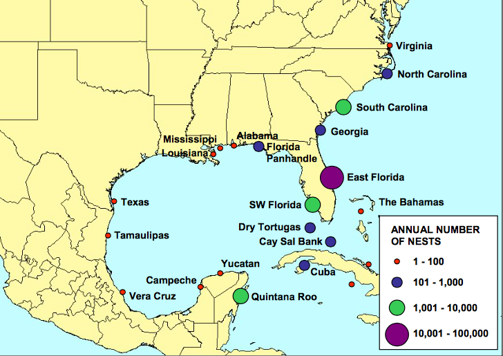 BIO 227:2: Truly Seeing Sea Turtles