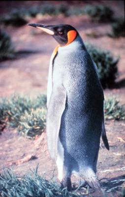 Life of Penguins: Penguin Species and Taxonomy