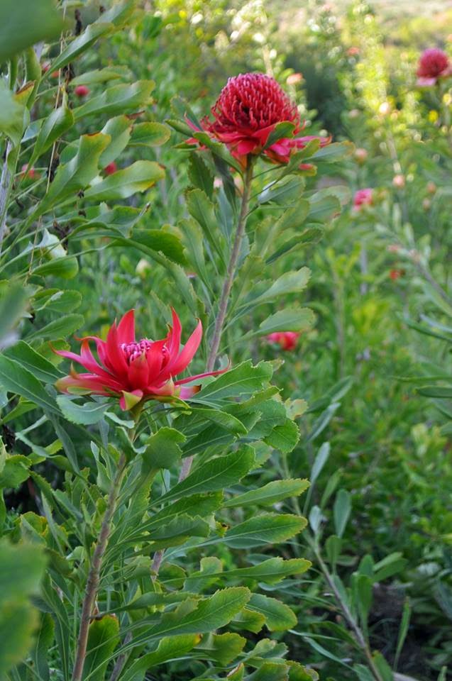 A Passion for Flowers: Spring Beauty: Wonderful Waratah and Beautiful ...