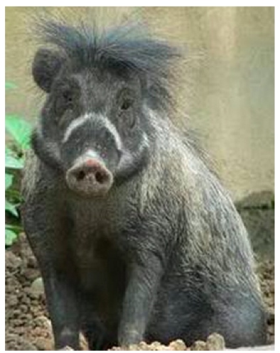 Fourteen Heritage Pig Breeds | Big Picture Agriculture