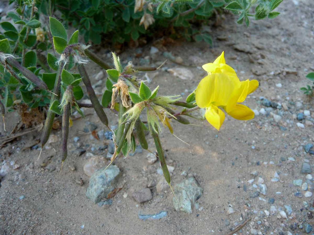 r o b i n 's y a r d: Lotus corniculatus