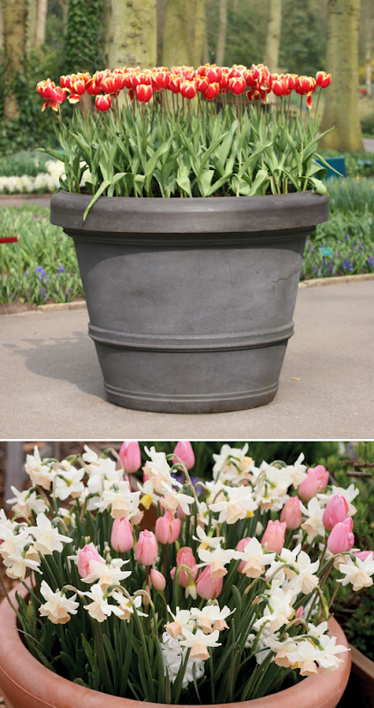 Do this in the fall. Spring bulbs in Pots