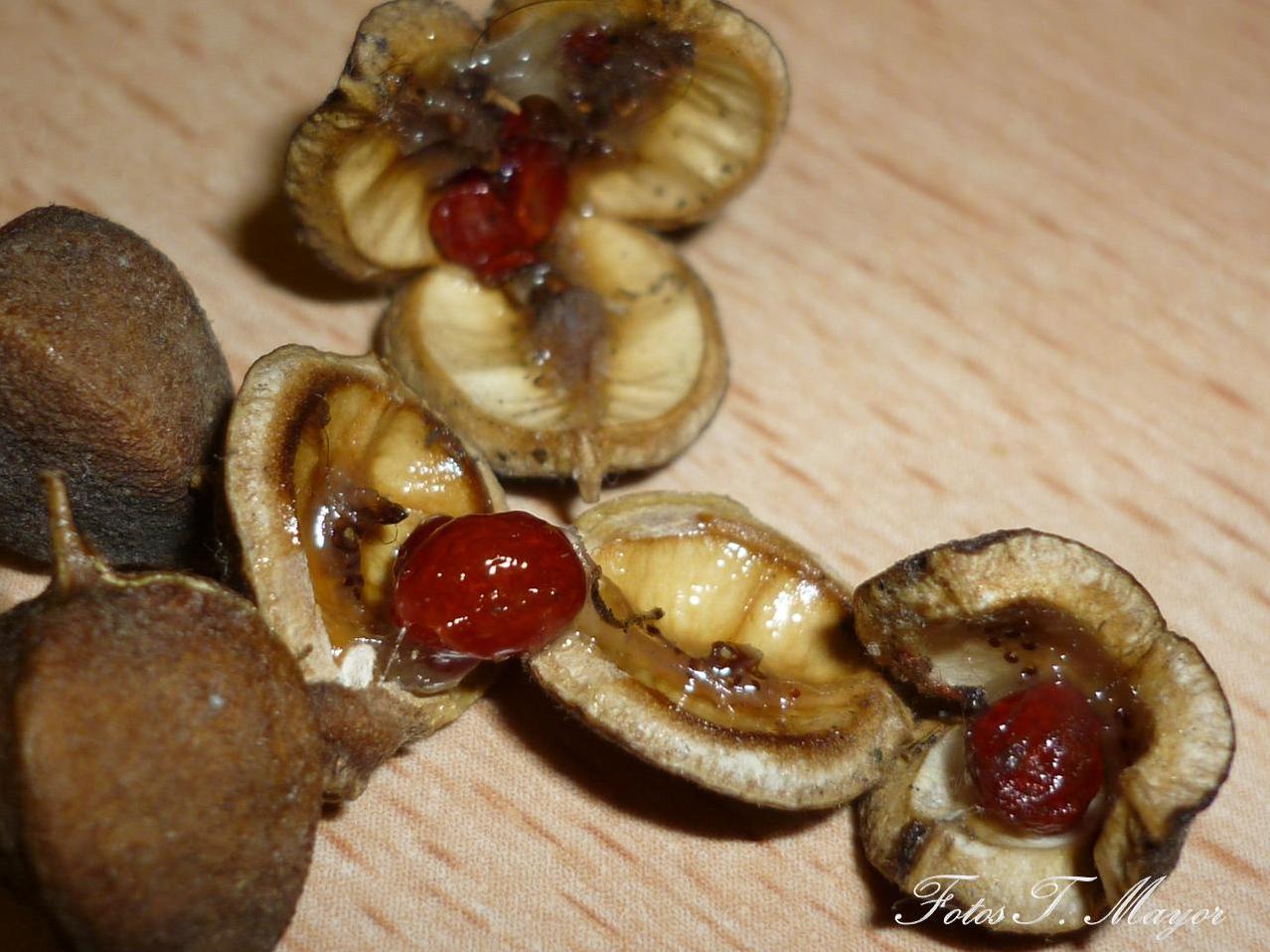 Flores y plantas silvestres: " Pittosporum tobira ". Pitosporo, Azahar ...