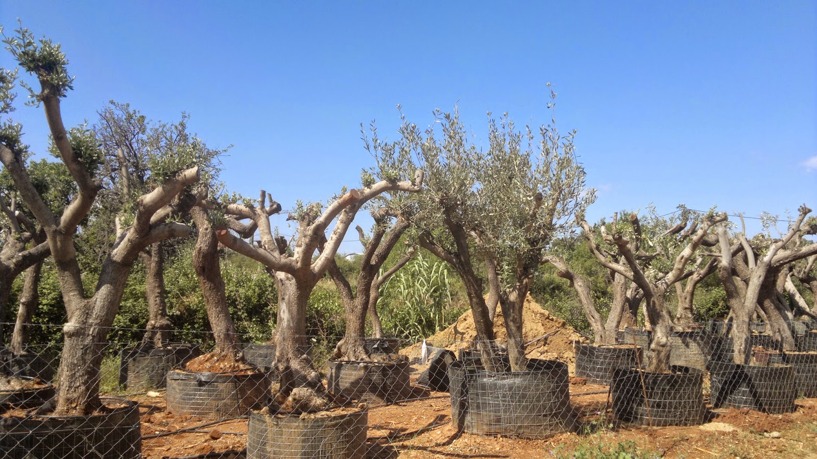 ΦΥΤΩΡΙΑ ΔΕΛΤΑ NURSERIES DELTA TREES LTD: ΕΚΑΤΟΝΤΑΔΕΣ ΕΛΙΕΣ ΣΤΑ ΦΥΤΩΡΙΑ ...