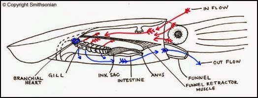 Squid Respiratory System