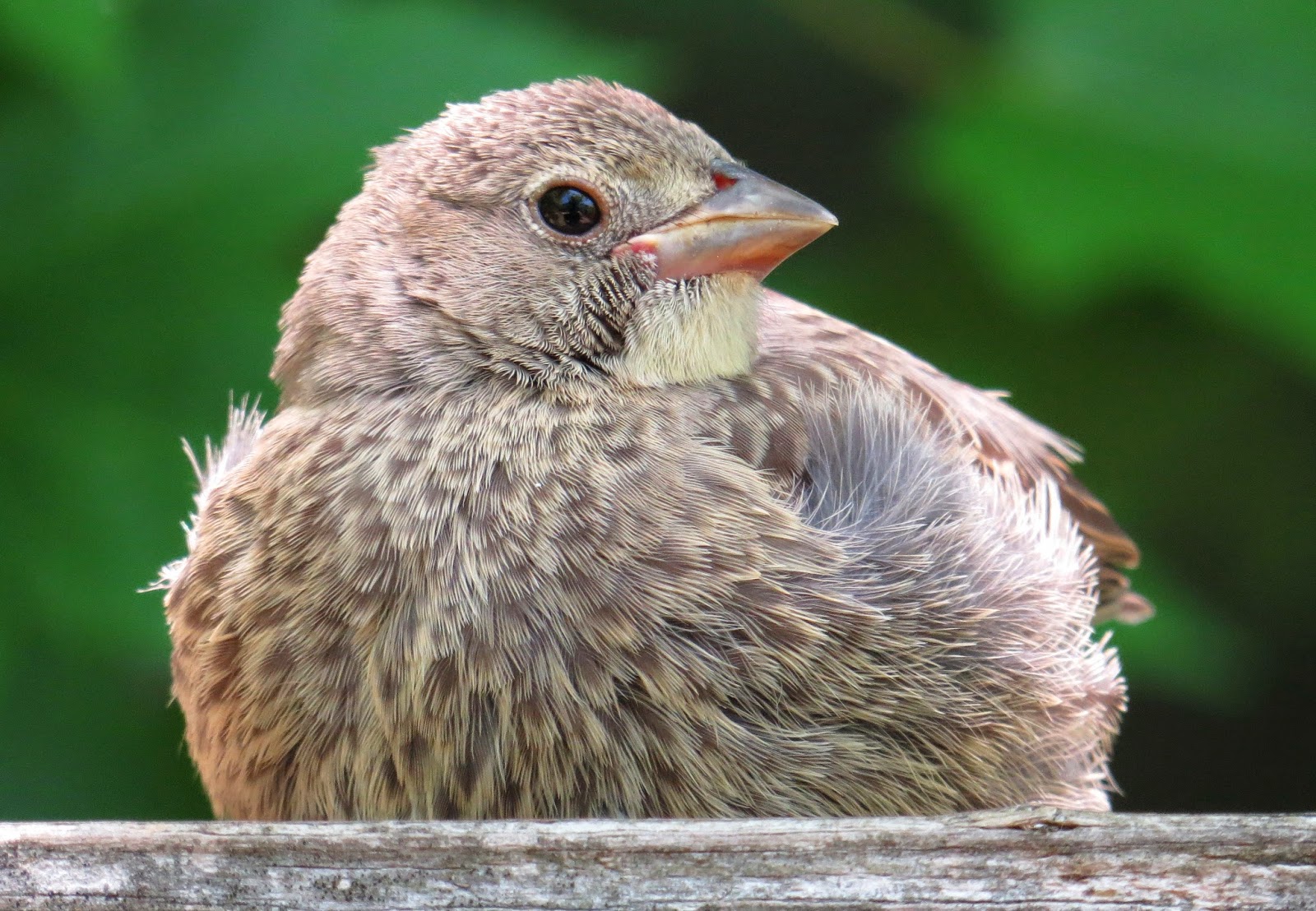 Travels With Birds: Juvenile Brown-headed Cowbird
