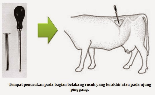 Sapi Kembung? Ini Obat dan Cara Mengatasi Bloat | Gemar Ternak dan ...