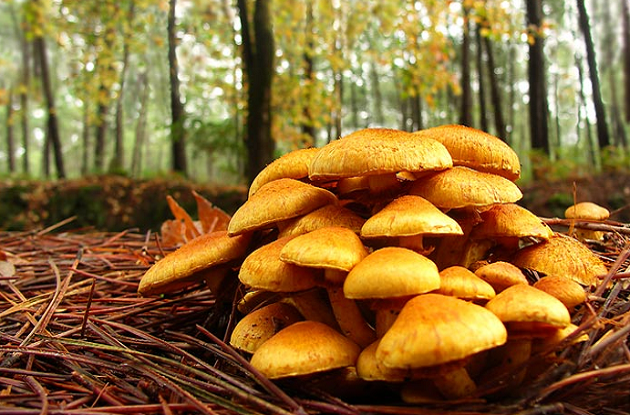 Meio Ambiente: Psilocibina - Substância Alucinógena