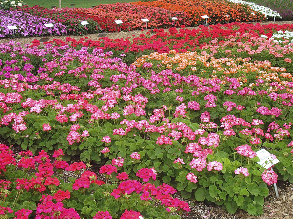 SpringLeaf Studios: August 2013