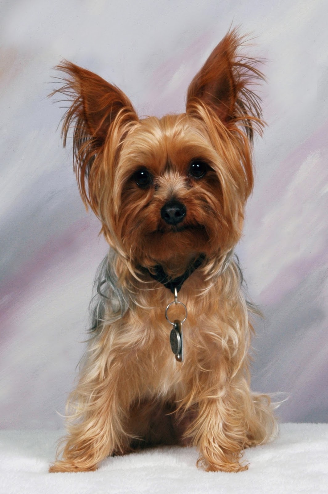 A Dog's Life: Give your Dog some TLC!