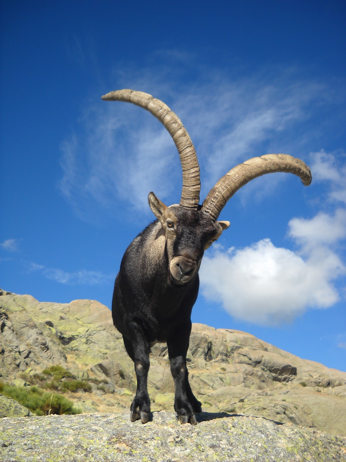 Bioextremadura: Cabra montesa