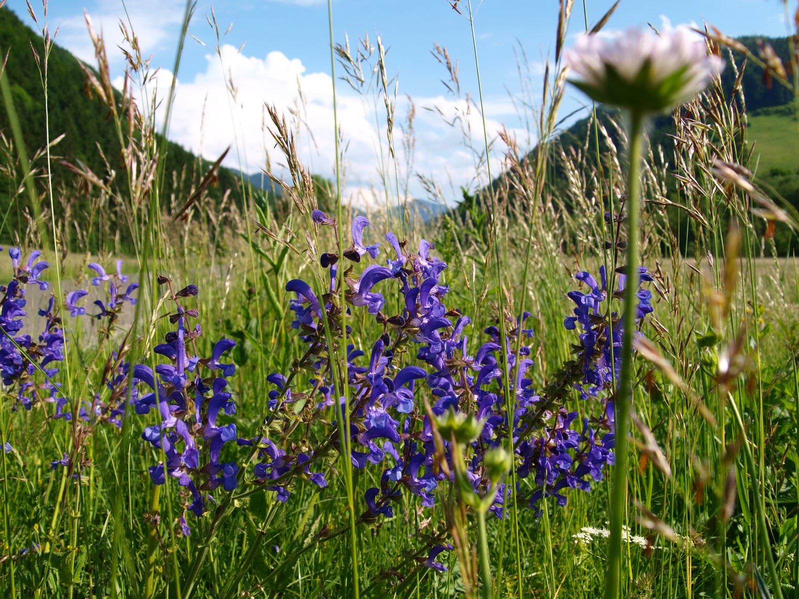 EvaMaria: Poľné kvety