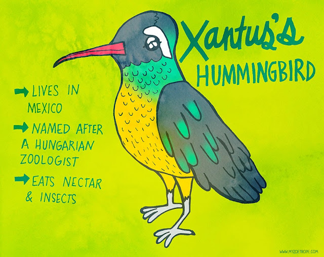 My Zoetrope: 355: Xantus's Hummingbird