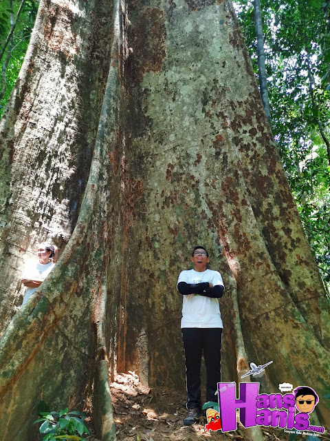 Pokok Melunak Terbesar Di Malaysia