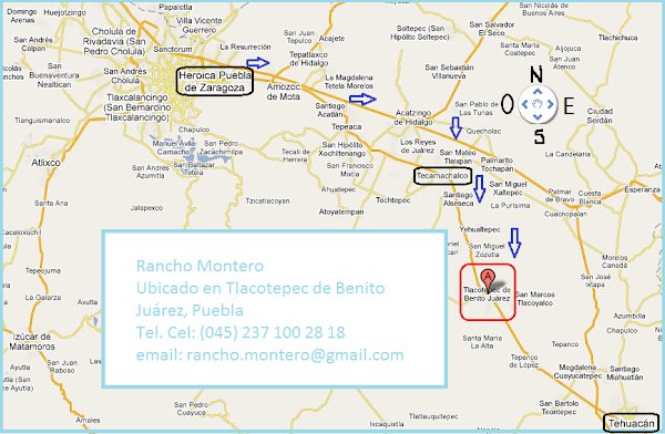 Borregos dorper de Rancho Montero: Borregos dorper en Criadero Montero ...